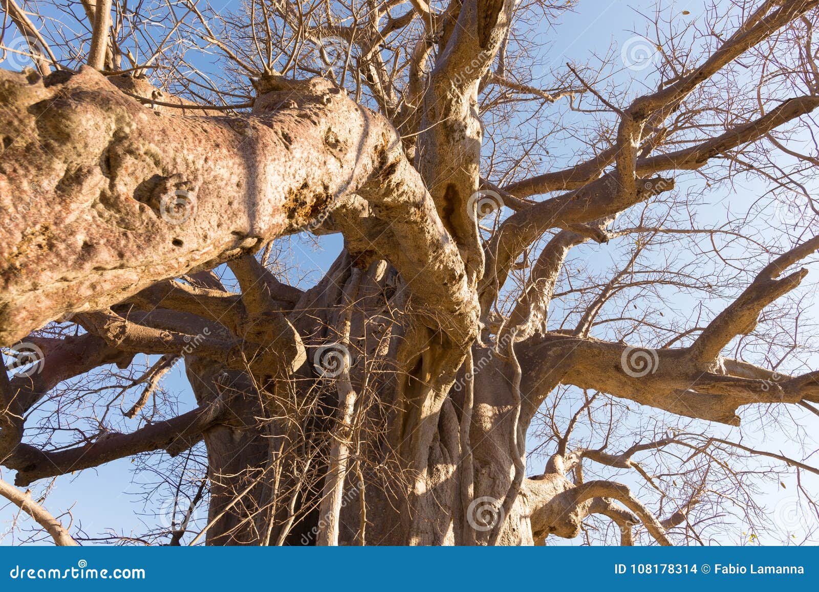 Baobab Close Up Pattern, Fisheye View. Botswana, One of the Most ... Baobab Close Up Pattern, Fisheye View. Botswana, One of the Most ...