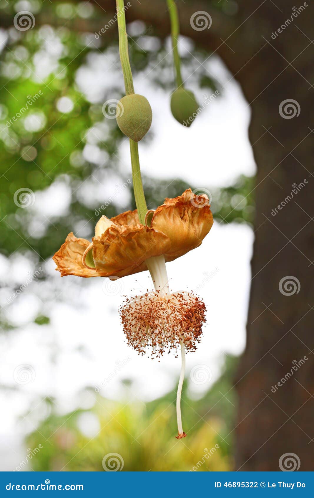 Baobab Flower stock photo. Image of florida, pistil, exotic - 46895322