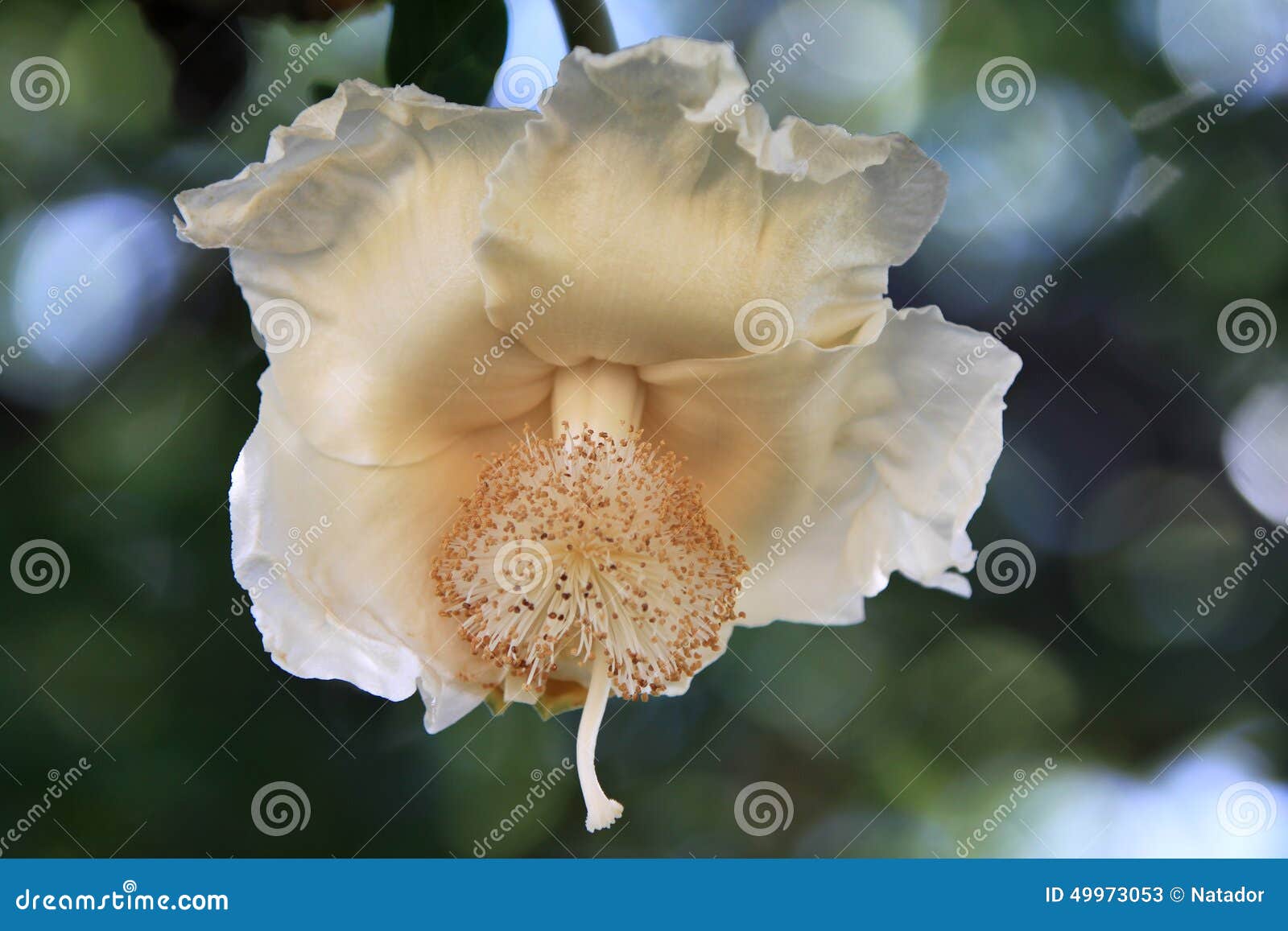 Baobab Flower stock image. Image of flower, parks, huge - 49973053