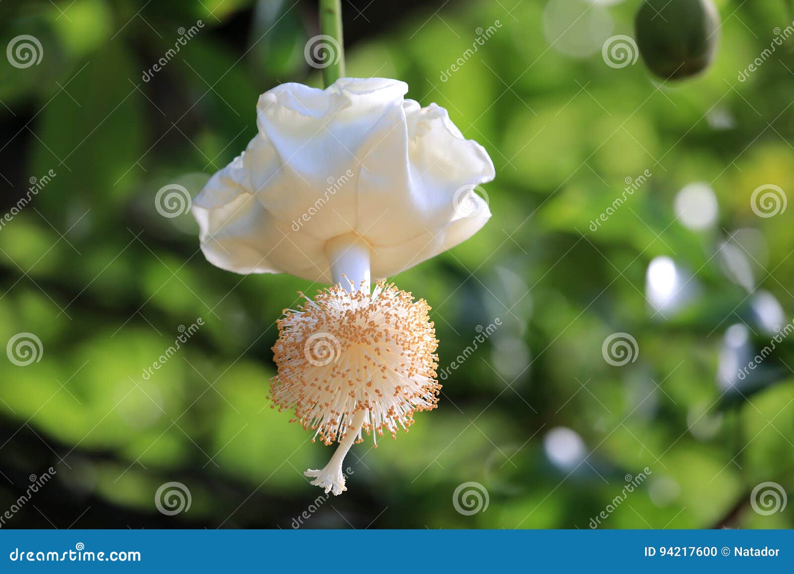 Baobab Flower stock photo. Image of trip, places, pollen - 94217600
