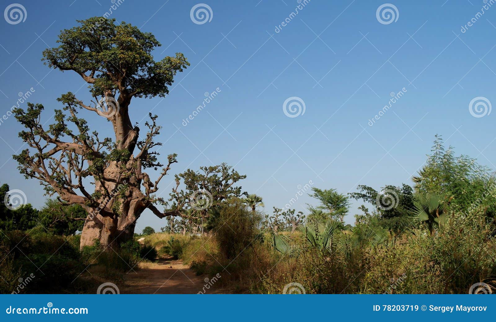 Senegal Dakar Baobab Forest Stock Photos - Free & Royalty-Free Stock ...