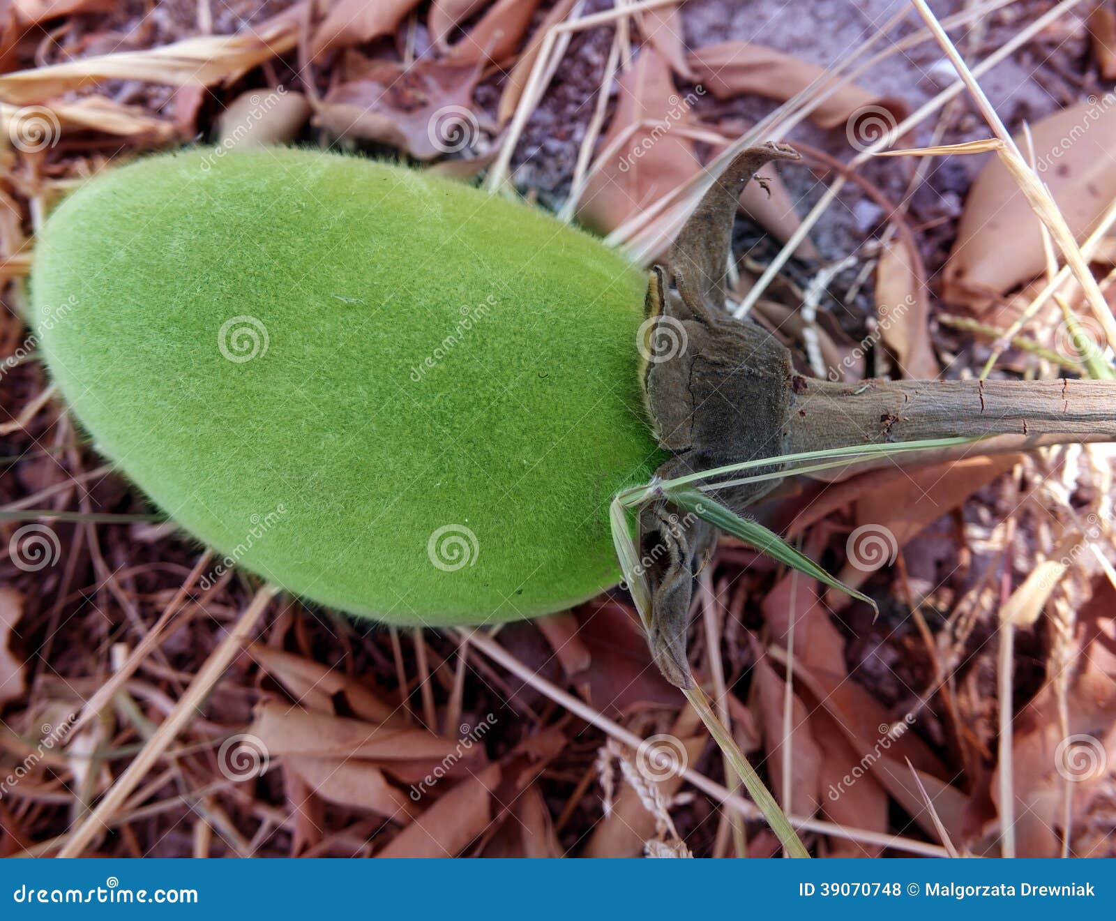 Baobab fruit stock photo. Image of depiction, clear, travel - 39070748