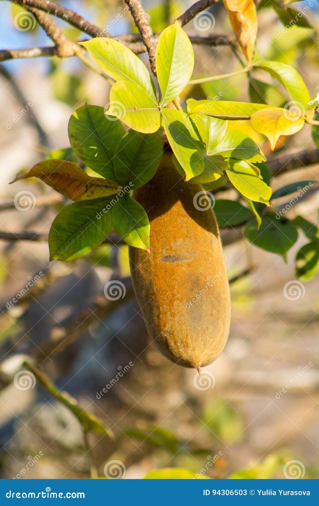 Baobab fruit stock image. Image of baobab, leaves, fruit - 94306503