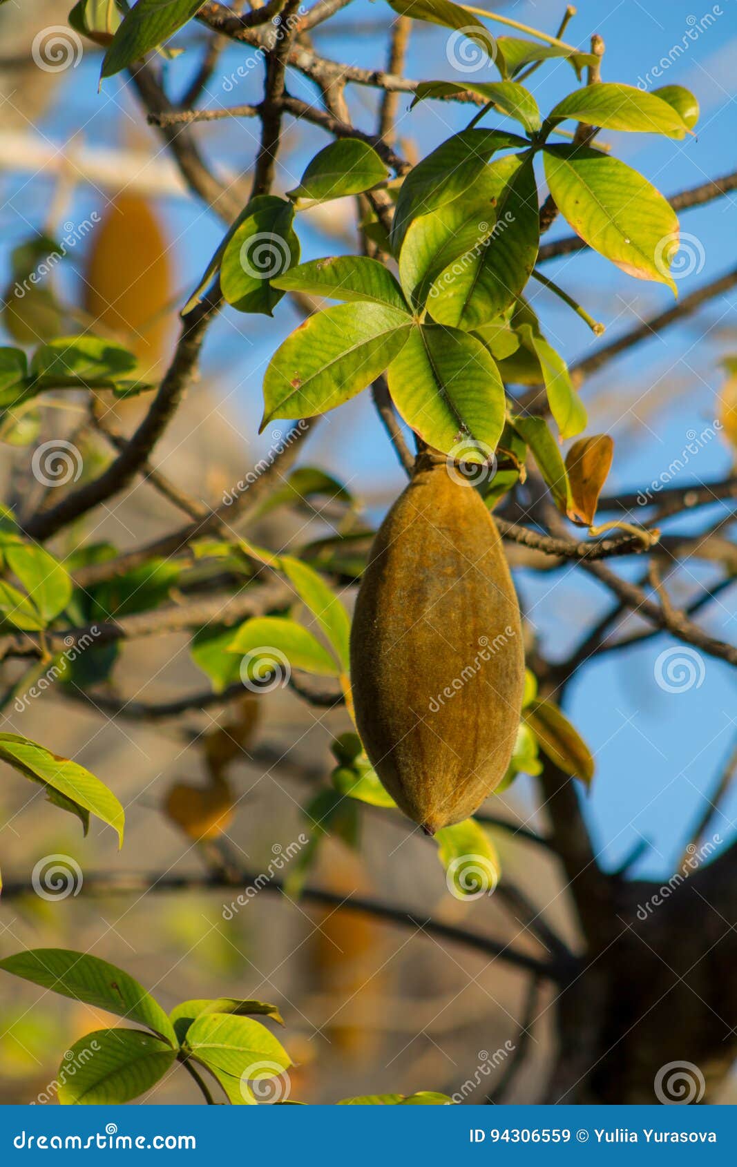 Baobab fruit stock image. Image of african, baobab, senegal - 94306559