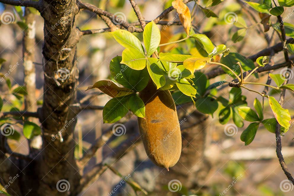 Baobab fruit stock photo. Image of green, africa, branch - 94306646