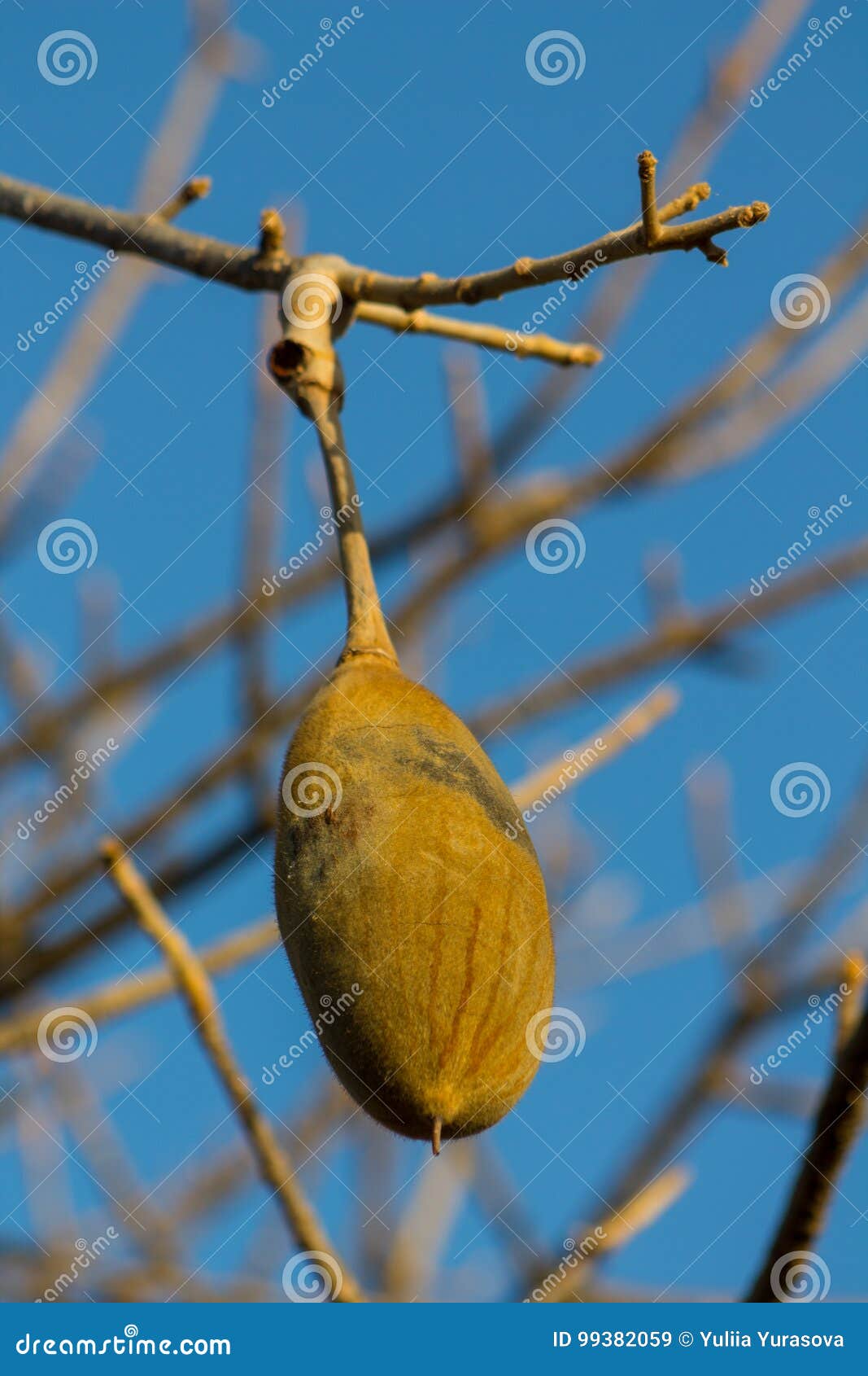 Baobab fruit stock image. Image of supplements, superfood - 99382059
