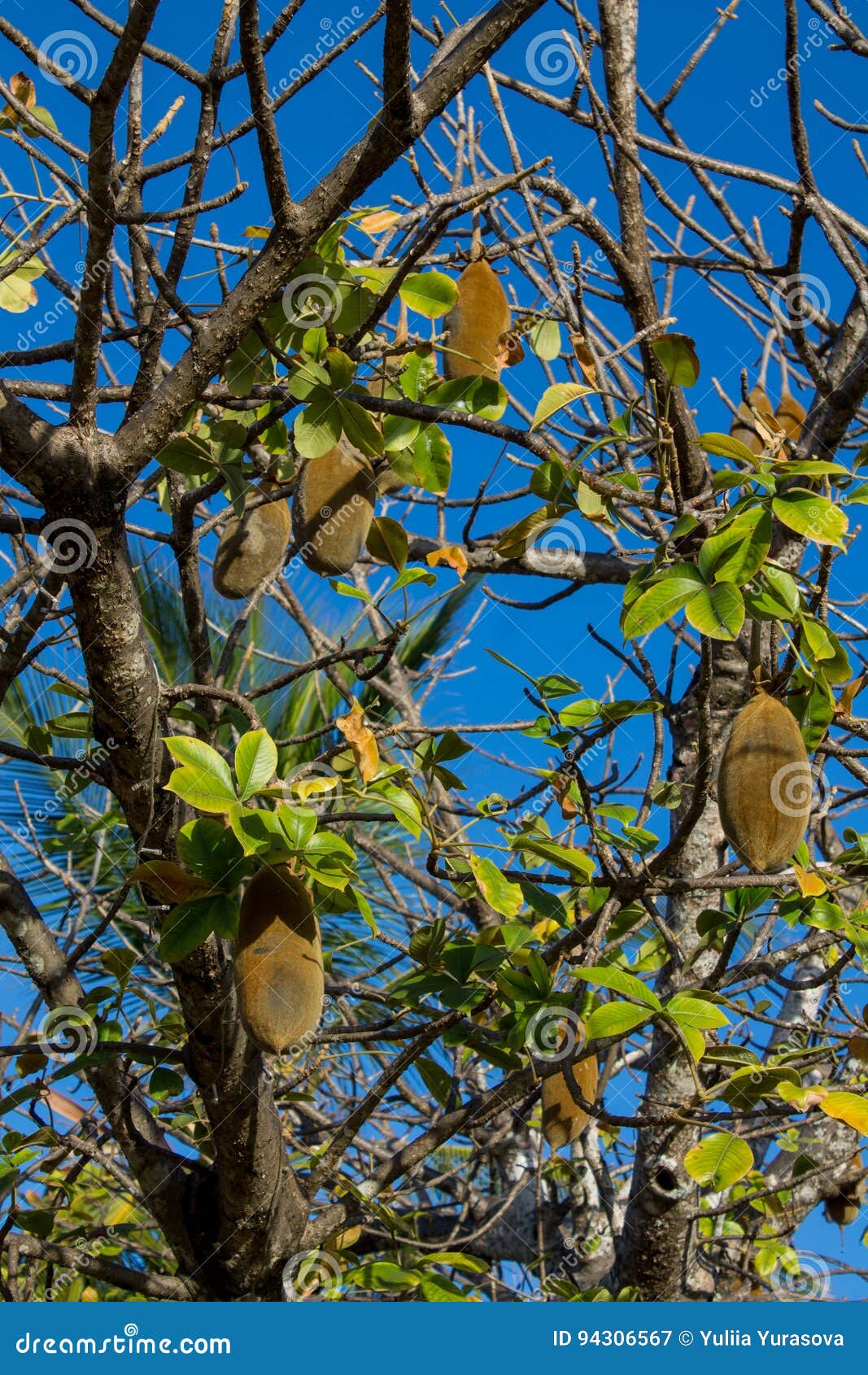 Baobab fruits on tree stock image. Image of ancient, season - 94306567