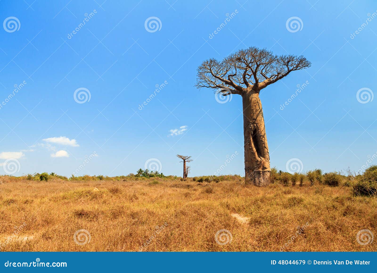 Baobab landscape stock image. Image of africa, exotic - 48044679
