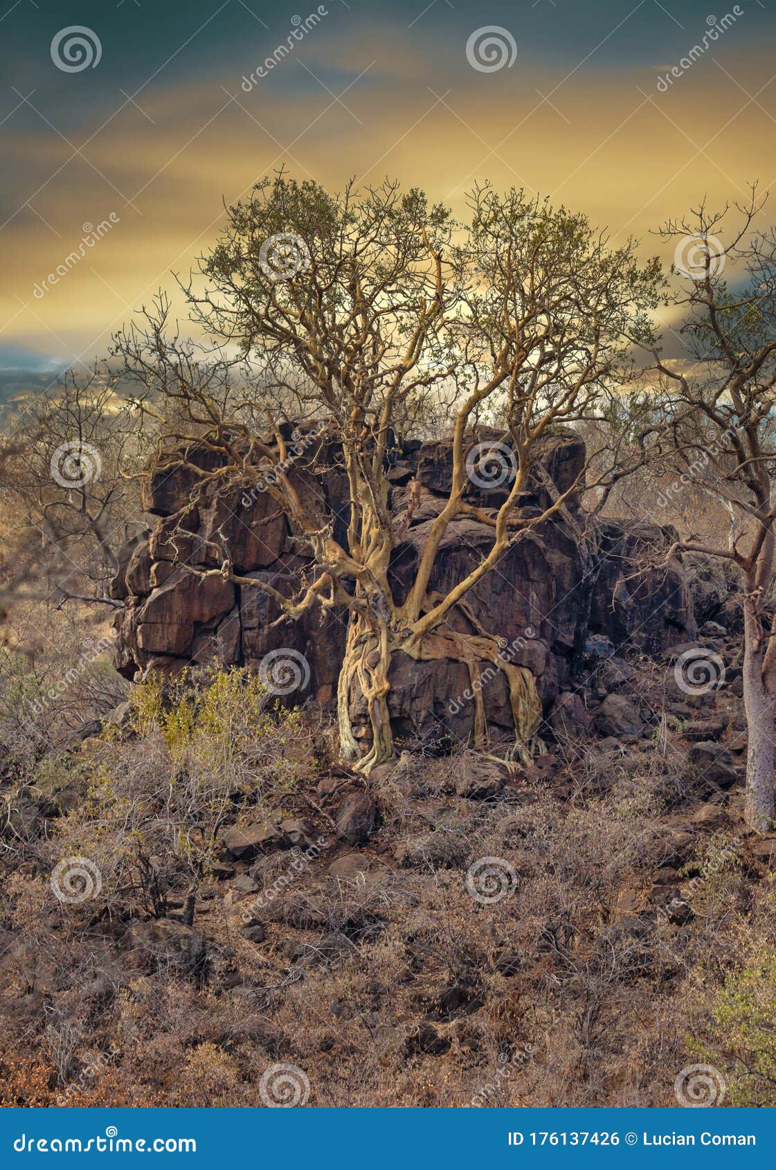 Baobab roots stock photo. Image of rocks, makgadikgadi - 176137426