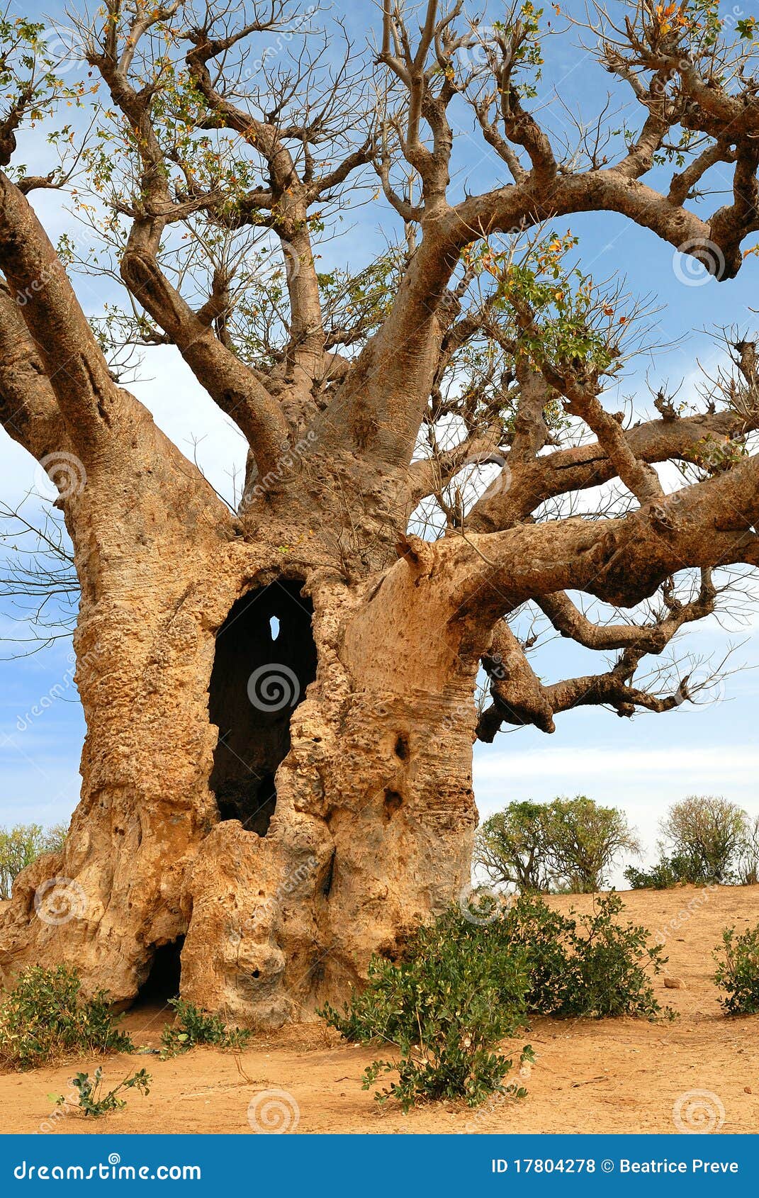 Baobab in savanna. fotografia stock. Immagine di pacifico - 17804278