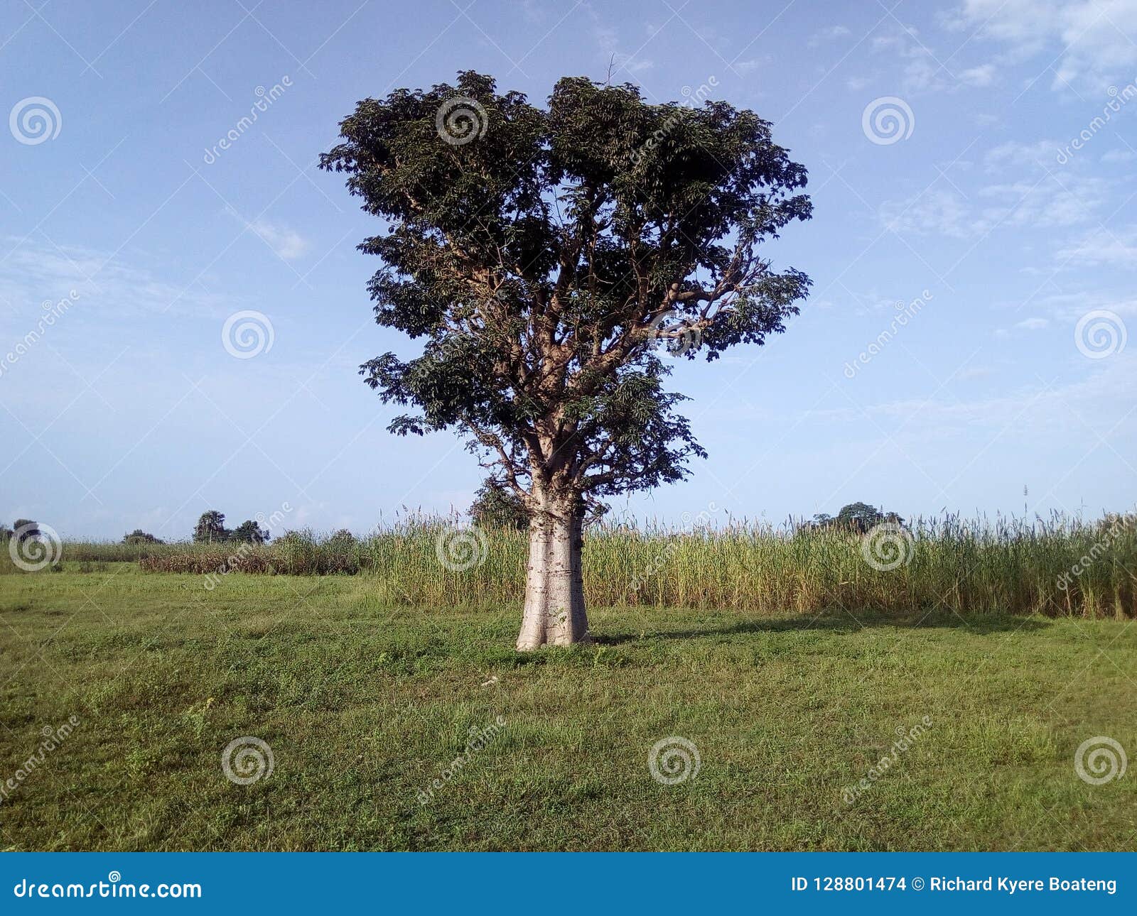 Baobab stock photo. Image of tree, scene, baobab, ancient - 128801474