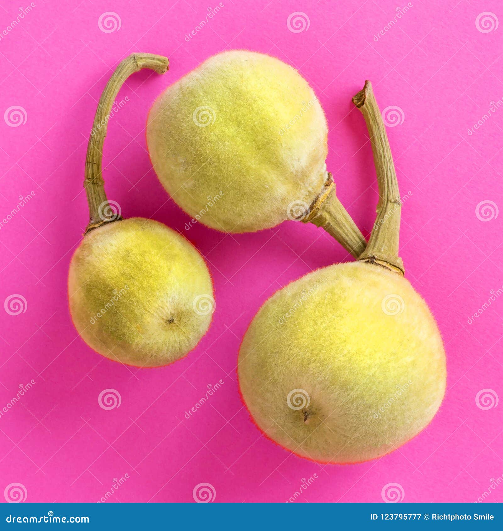 Baobab Seeds from the Baobab Tree Stock Image - Image of nature, food ...