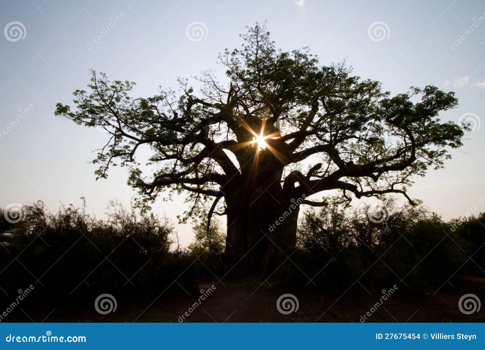 548 Silhouette Baobab Tree Photos - Free & Royalty-Free Stock Photos ...
