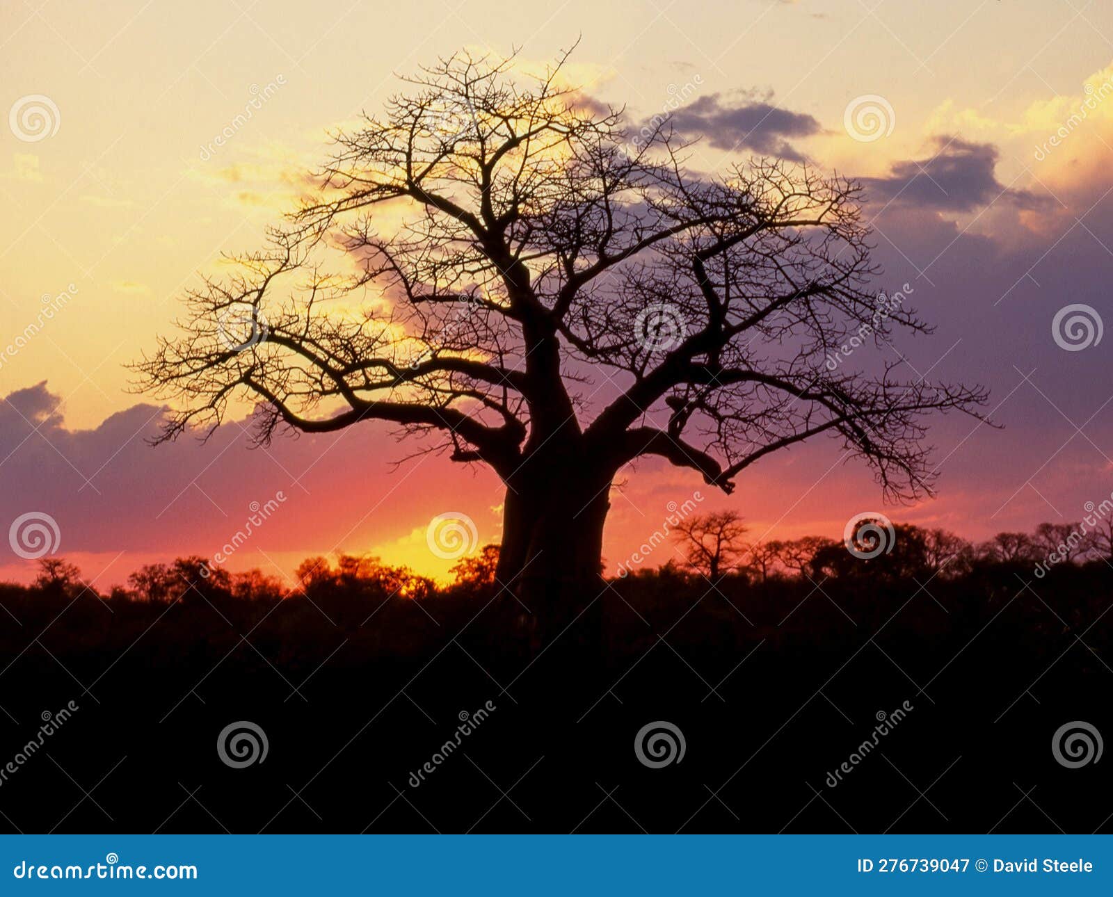 Baobab at Sunset stock image. Image of landscape, zimbabwe - 276739047