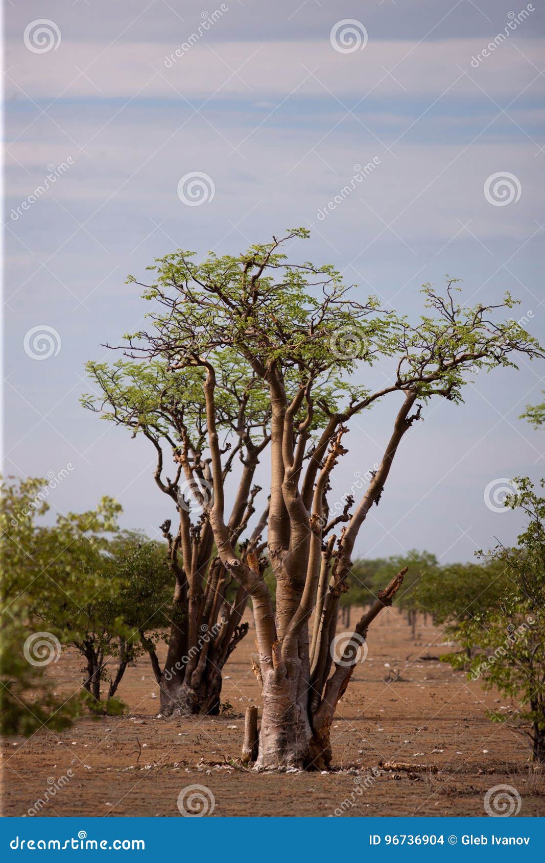 Baobab stock photo. Image of tree, baobab, landscape - 96736904