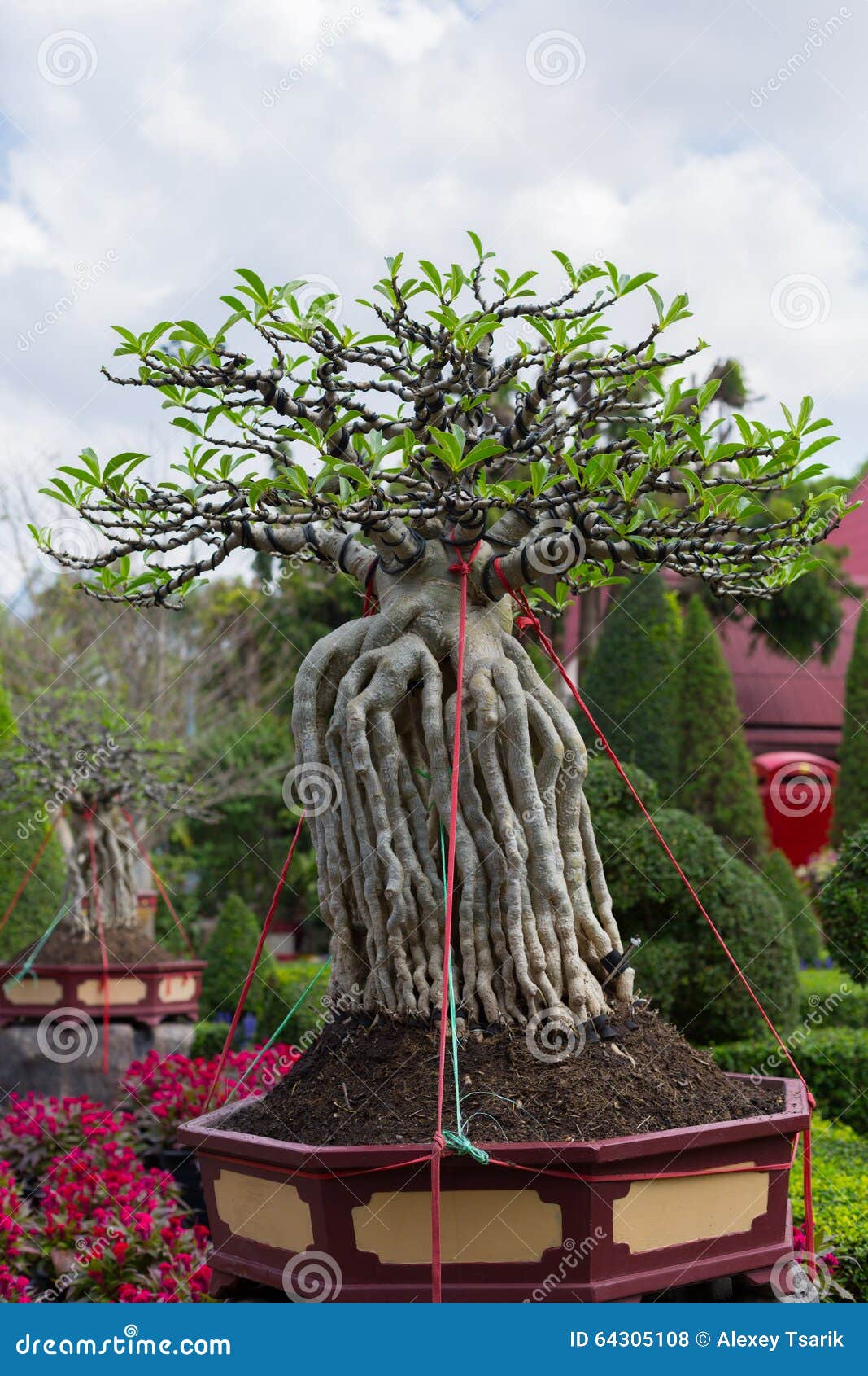 Baobab stock photo. Image of small, madagascar, landscape - 64305108