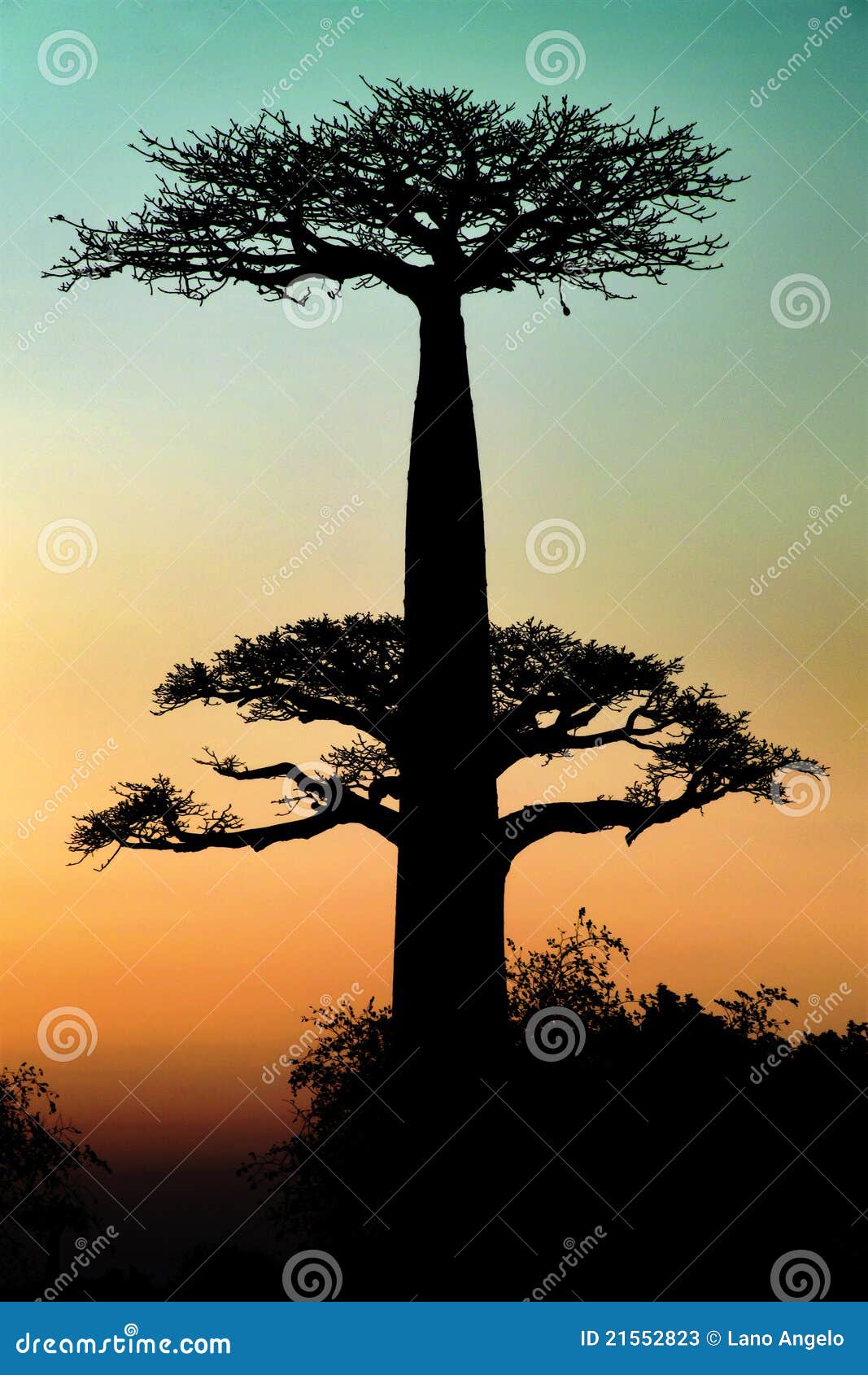Baobab at sunset stock image. Image of scene, baobab - 21552823