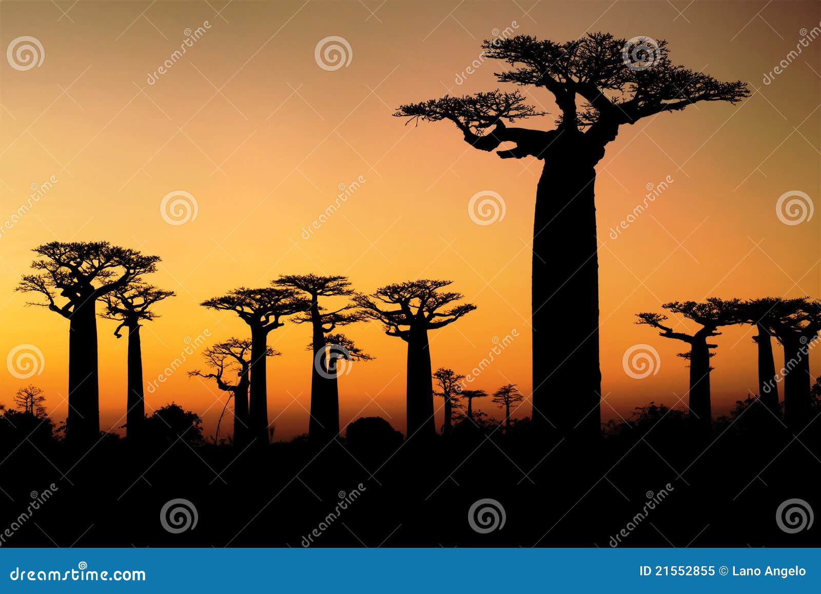 Baobab at sunset stock image. Image of scene, sunset - 21552855