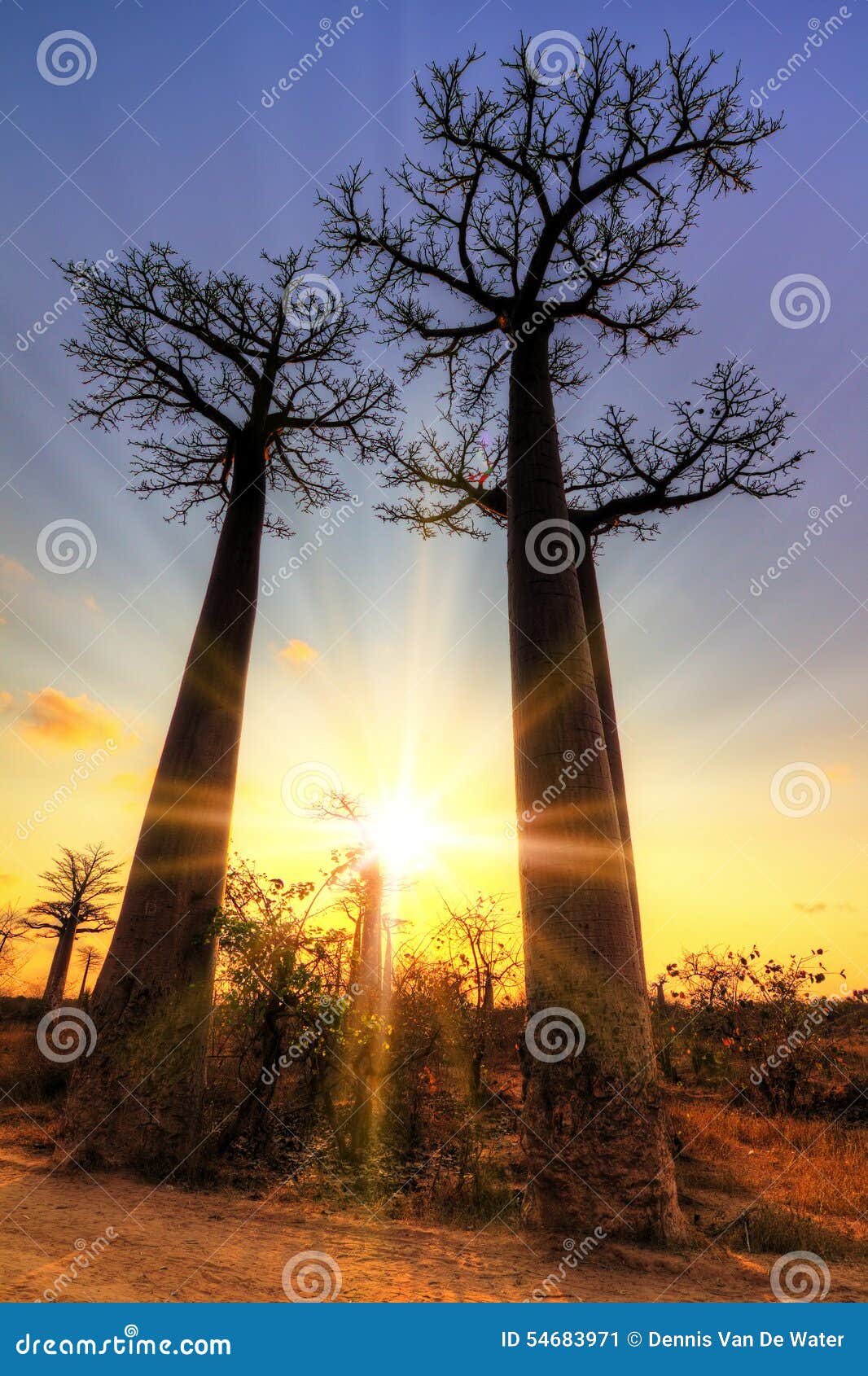 Baobab sunset burst stock image. Image of natural, adansonia - 54683971