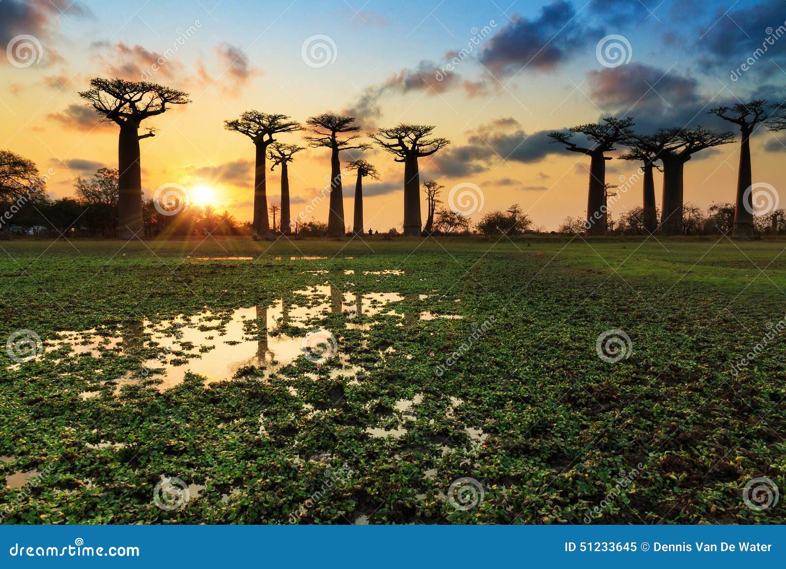 Baobab sunset pond stock image. Image of excursion, amazing - 51233645