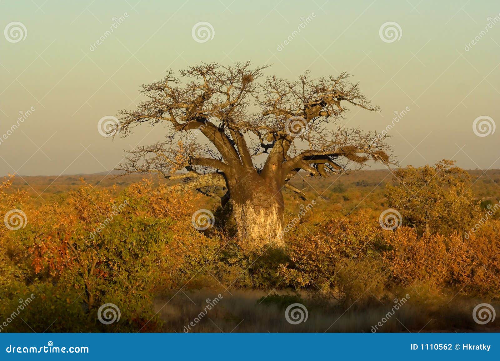 Baobab Tree In The Dusty Roads Of The Kruger National Park Royalty-Free ...