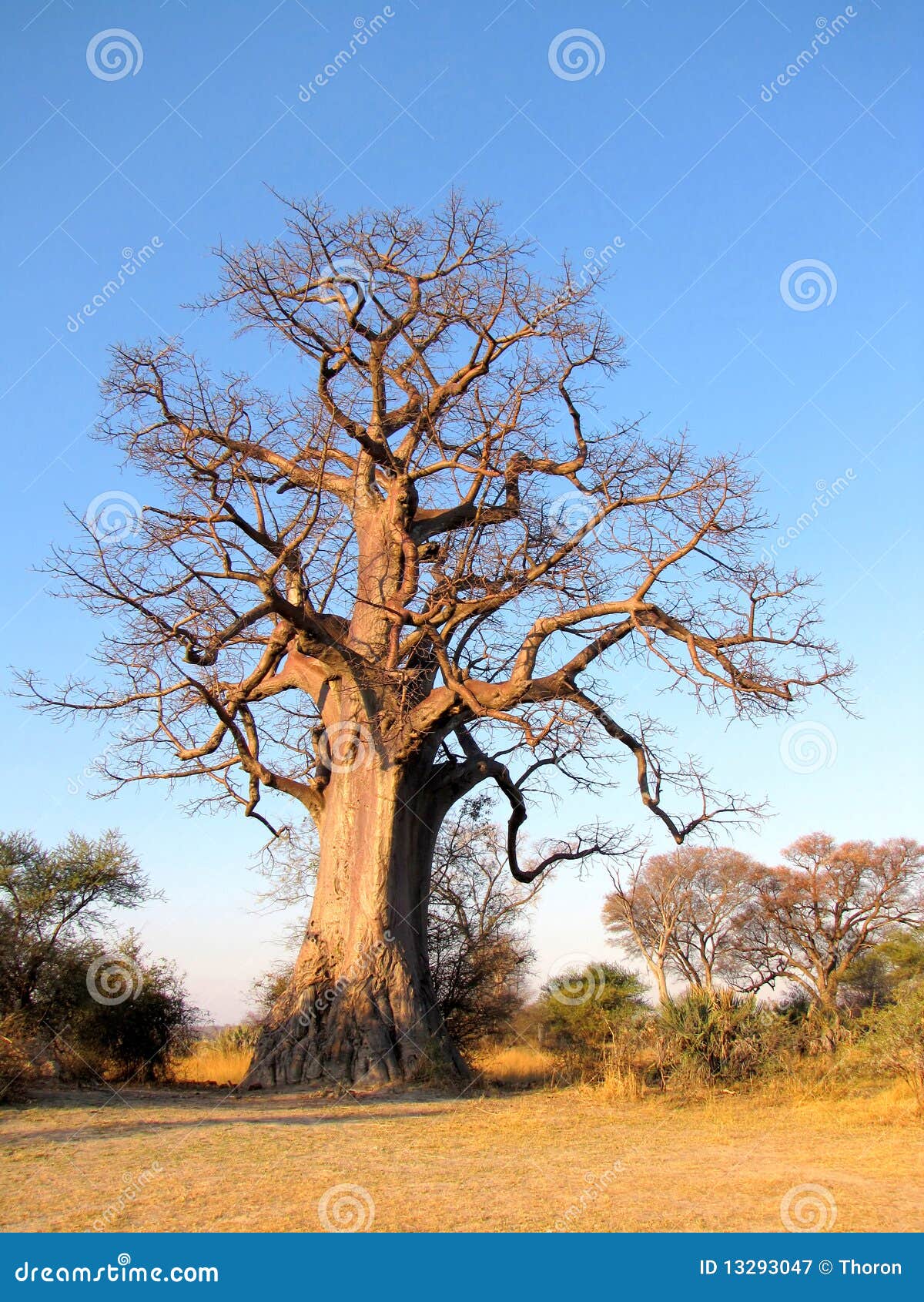 Baobab tree stock image. Image of baobab, view, large - 13293047