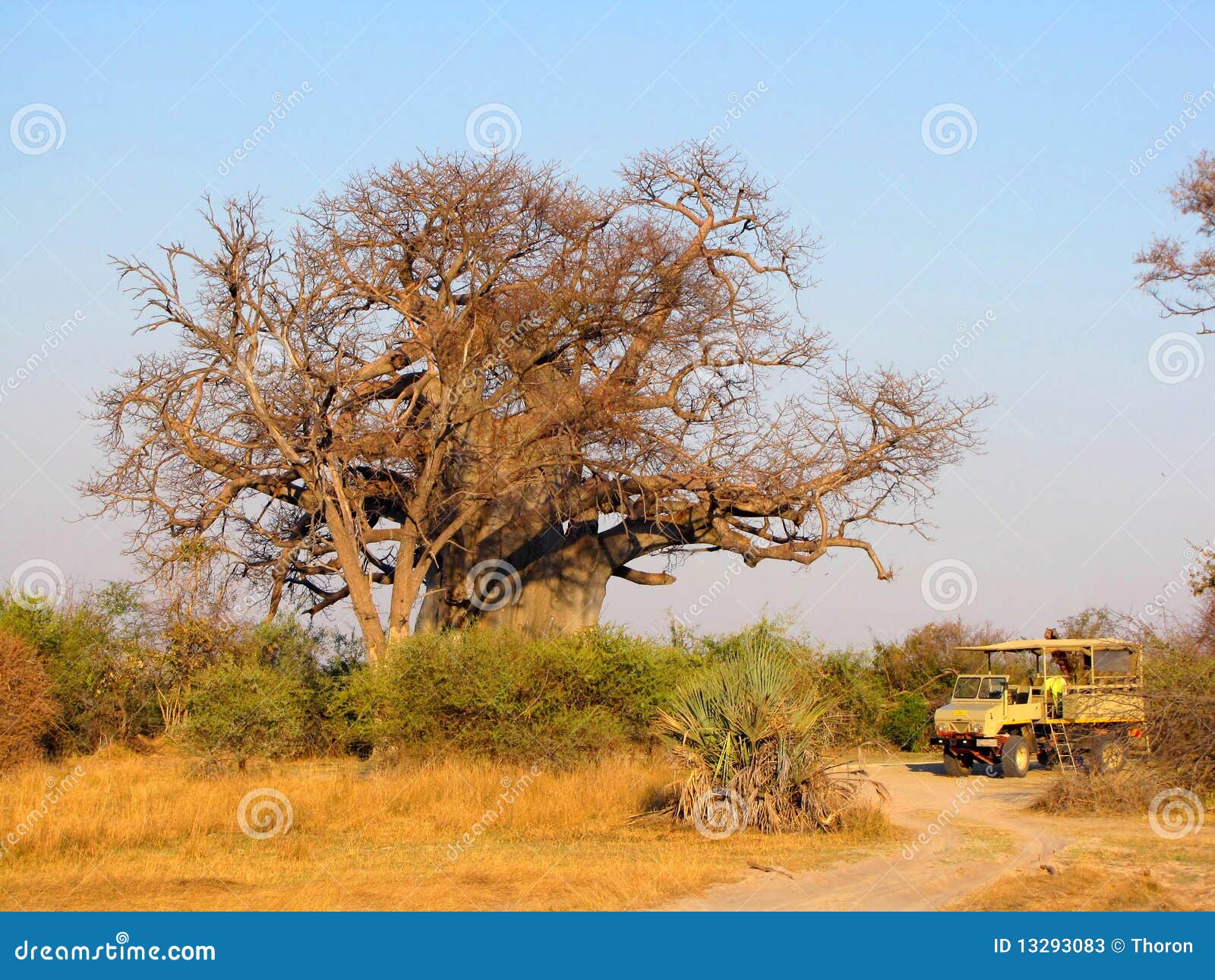 Baobab tree stock image. Image of mahango, nature, plant - 13293083