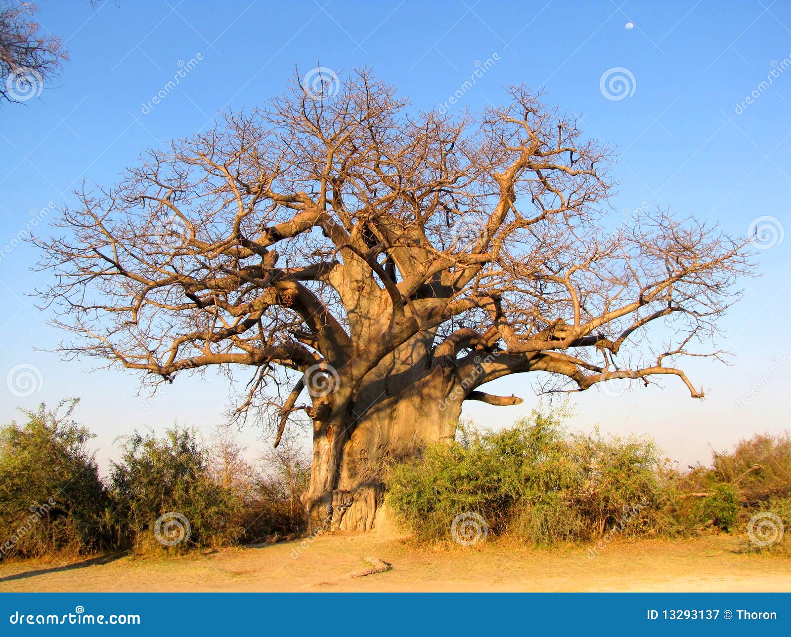 Baobab tree stock image. Image of large, game, mahango - 13293137