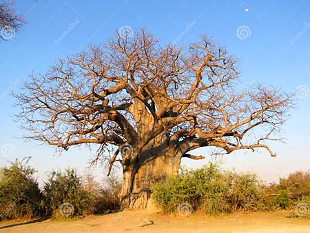 Baobab tree stock image. Image of large, game, mahango - 13293137