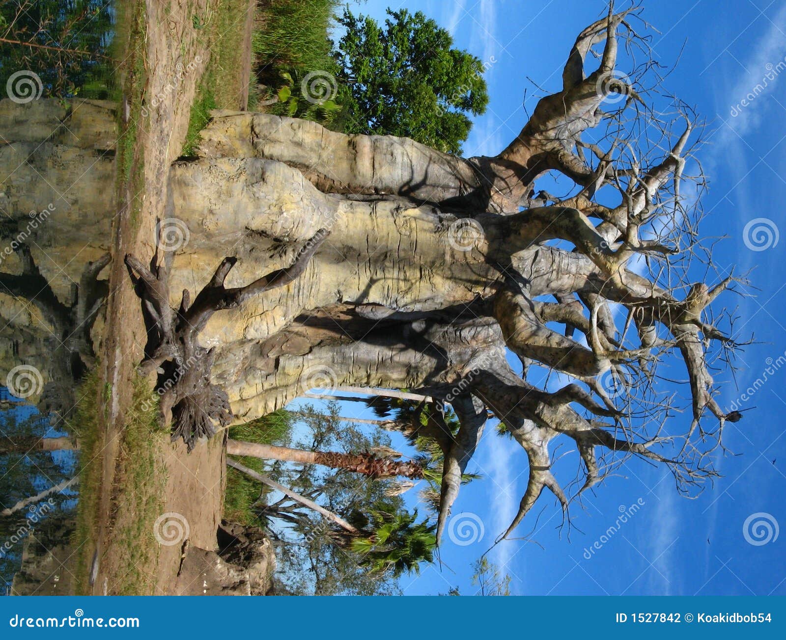 Baobab Tree stock photo. Image of craggy, africa, baobab - 1527842