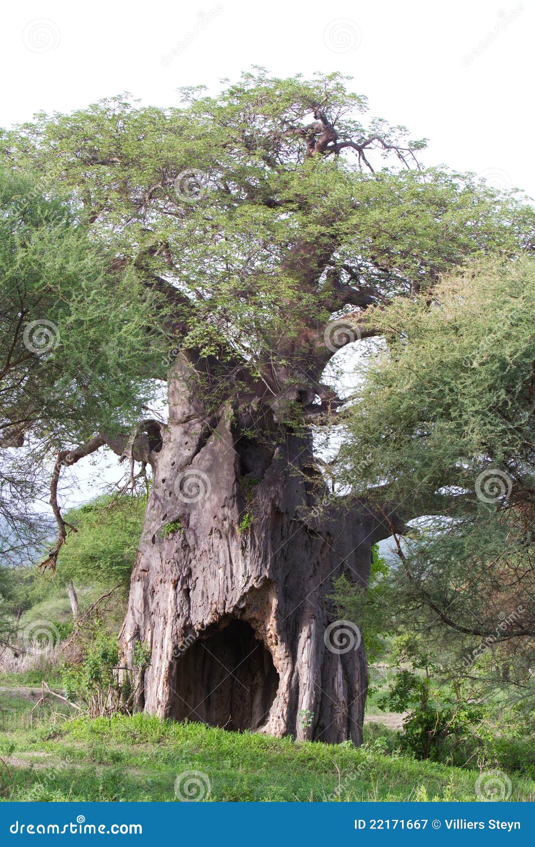 Massive Baobab Trees Royalty-Free Stock Photography | CartoonDealer.com ...