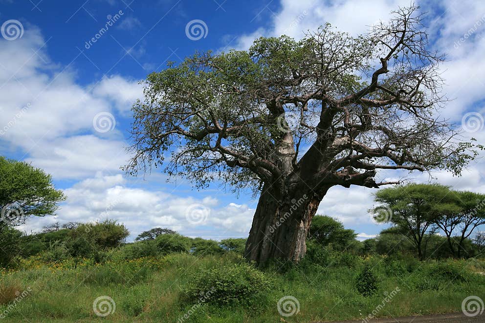 Baobab tree stock image. Image of landscape, park, national - 2584943