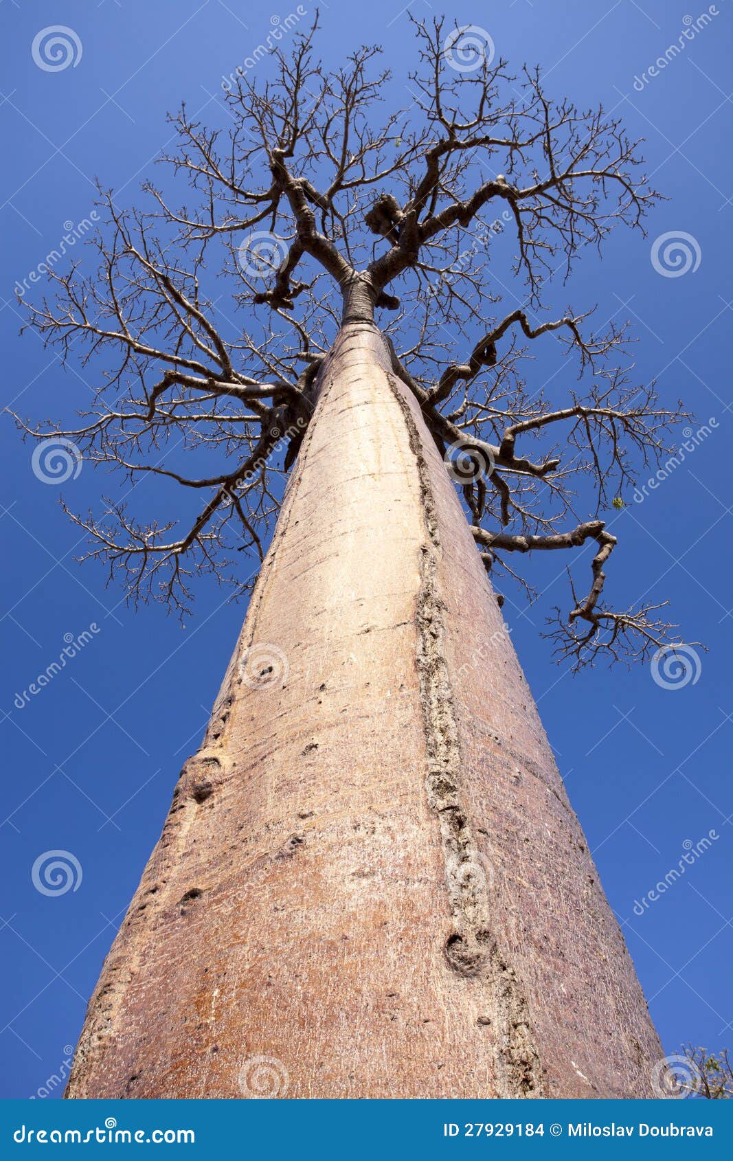 Baobab tree stock photo. Image of point, single, blue - 27929184