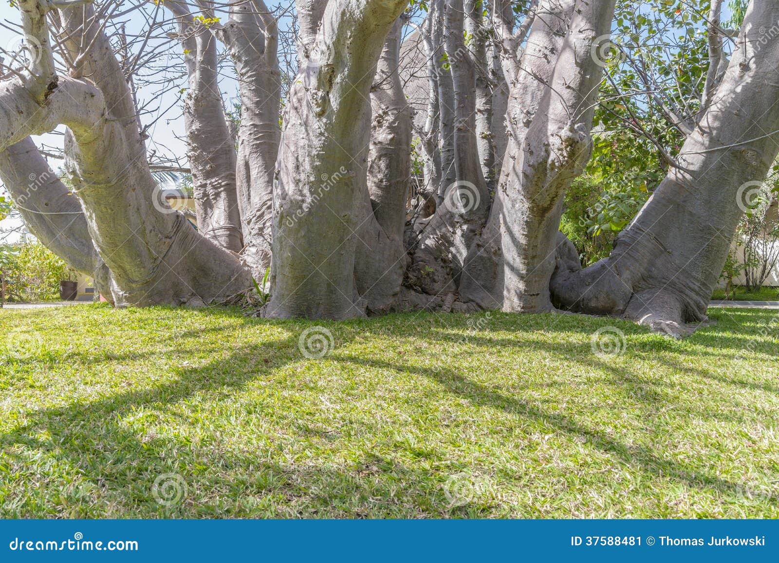Baobab tree stock image. Image of funky, color, baobab - 37588481