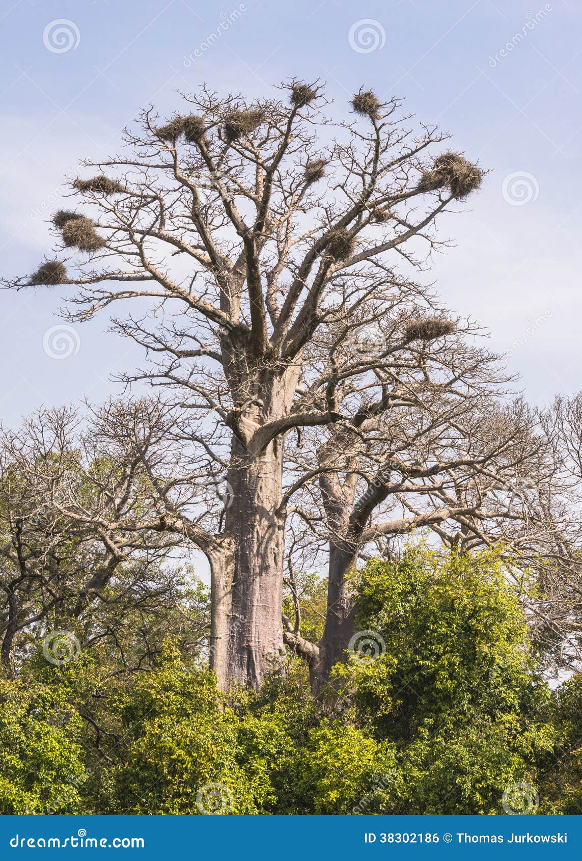 Baobab tree stock photo. Image of details, gambian, color - 38302186