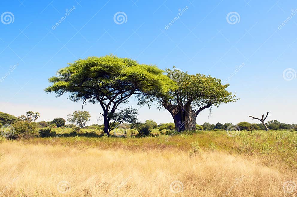 Baobab Tree and Acacia in Botswana Stock Image - Image of okavango ...