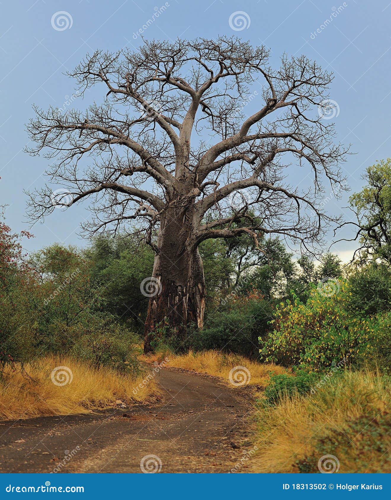 Baobab Tree (Adansonia Digitata) Stock Photo - Image of nature, desert ...