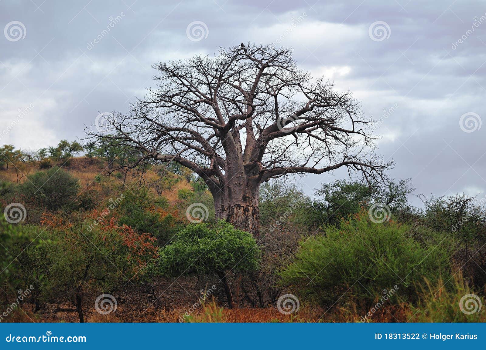 Baobab Tree (Adansonia Digitata) Stock Photo - Image of southern, trees ...