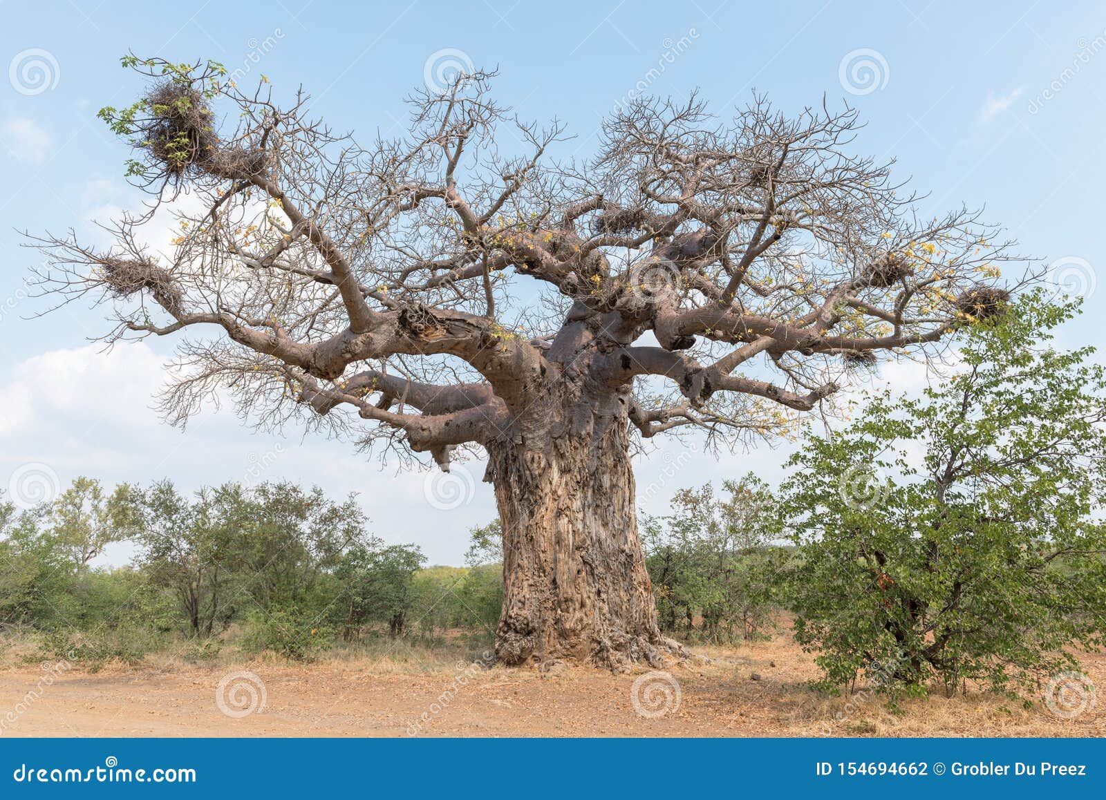 Baobab Tree, Adansonia Digitata Stock Photo - Image of adansonia ...