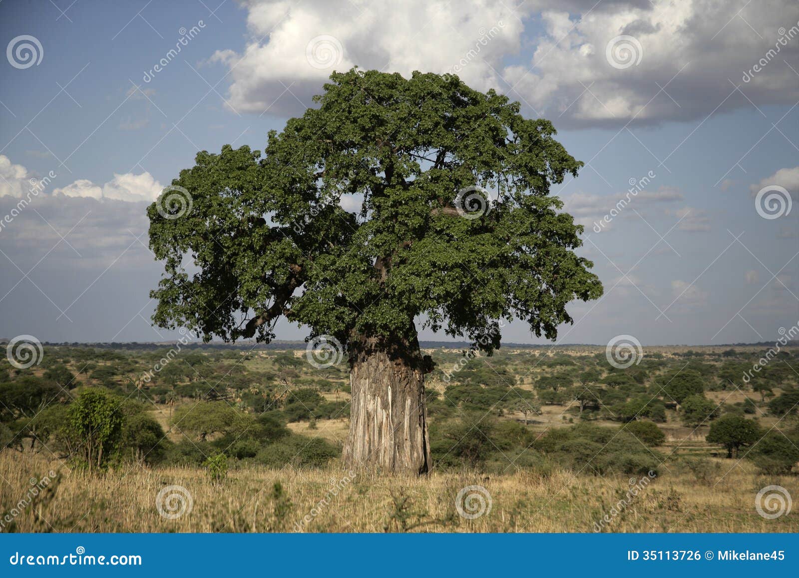 Baobab Tree, Adansonia Digitata Stock Photo - Image of adansonia, field ...