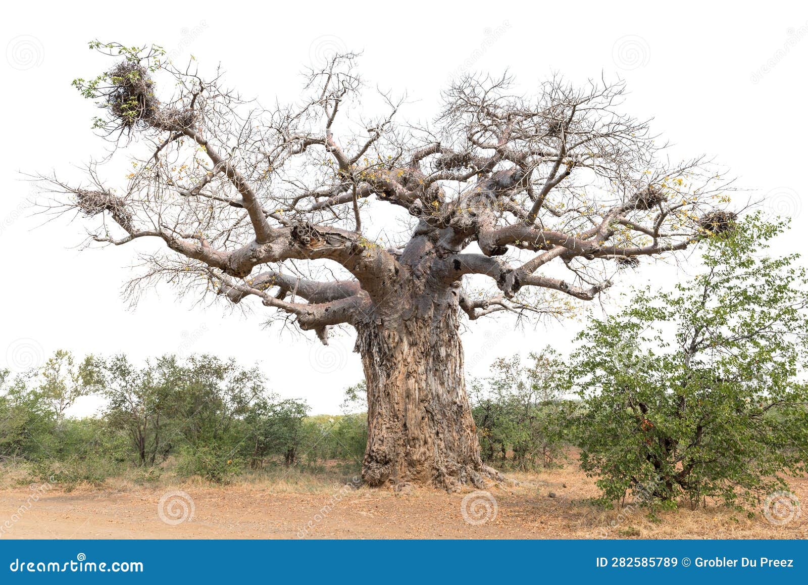 Baobab Tree, Adansonia Digitata. Isolated on White Stock Image - Image ...