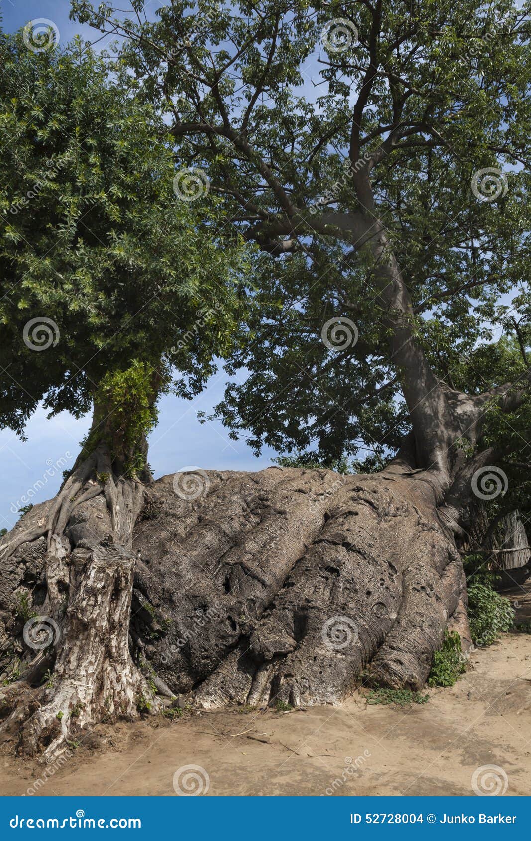 Baobab Tree, Adansonia Digitata Stock Photo - Image of scenic ...