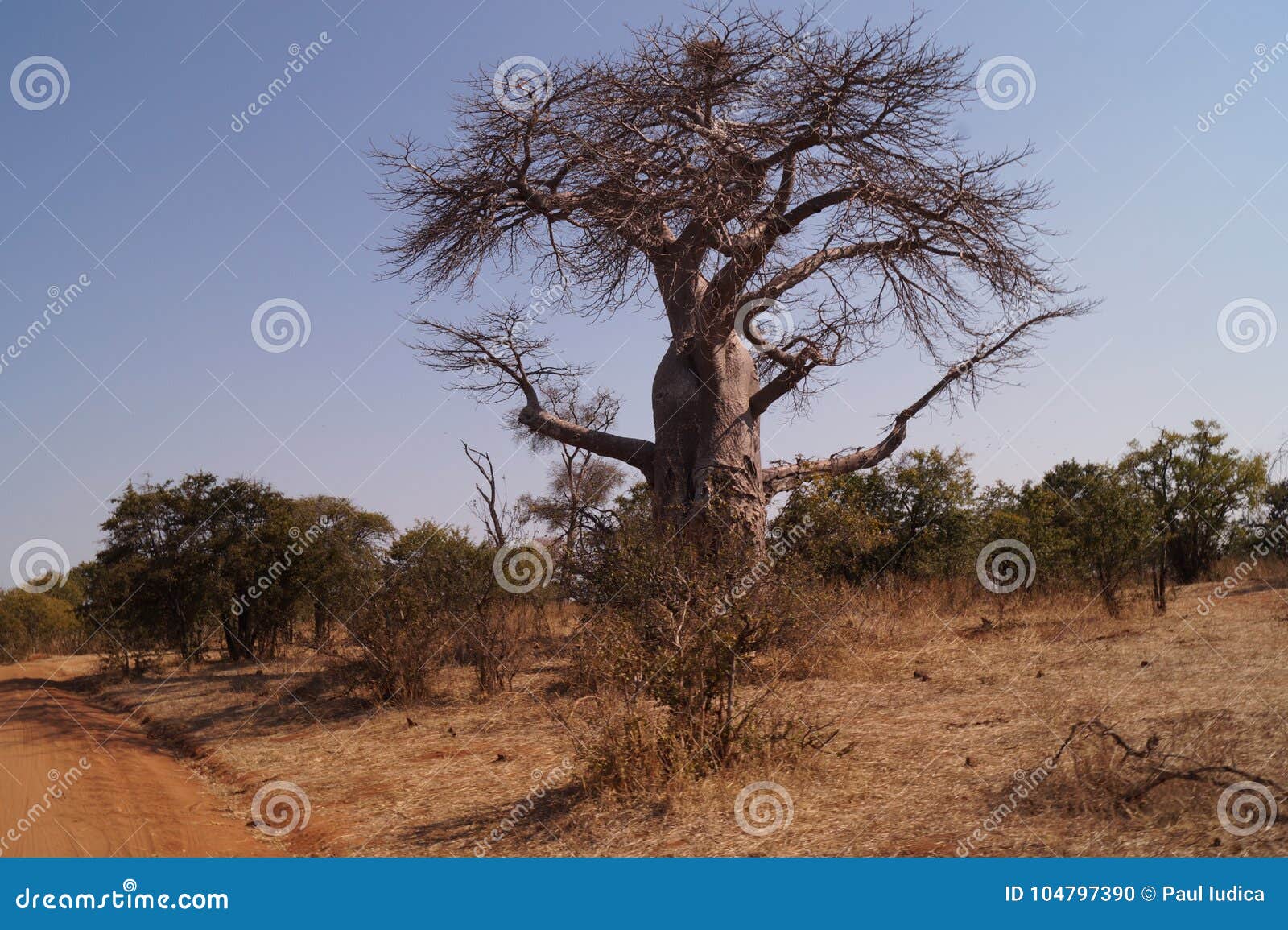 Baobab tree in Africa stock photo. Image of trunk, traditional - 104797390