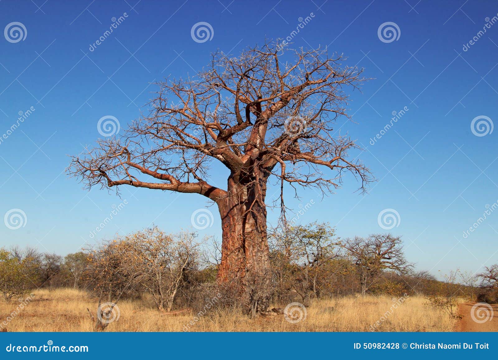 Baobab Tree stock photo. Image of tree, extinction, boabab - 50982428