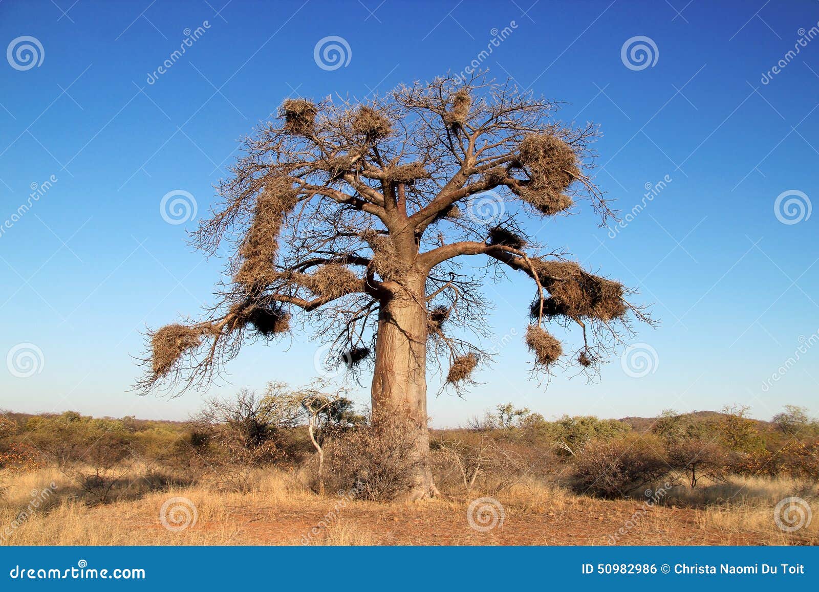 Baobab Tree stock photo. Image of african, seeds, boabab - 50982986