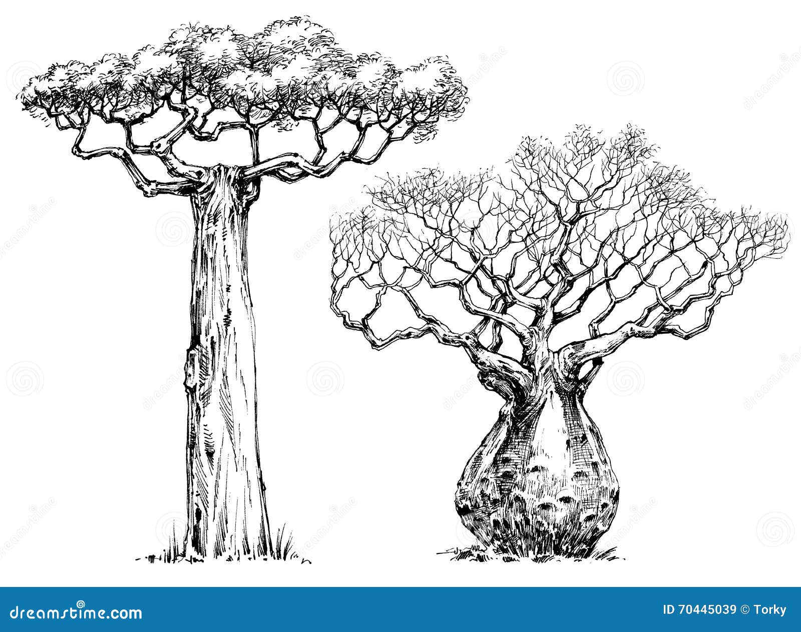 Baobab tree stock vector. Illustration of design, graphic - 70445039