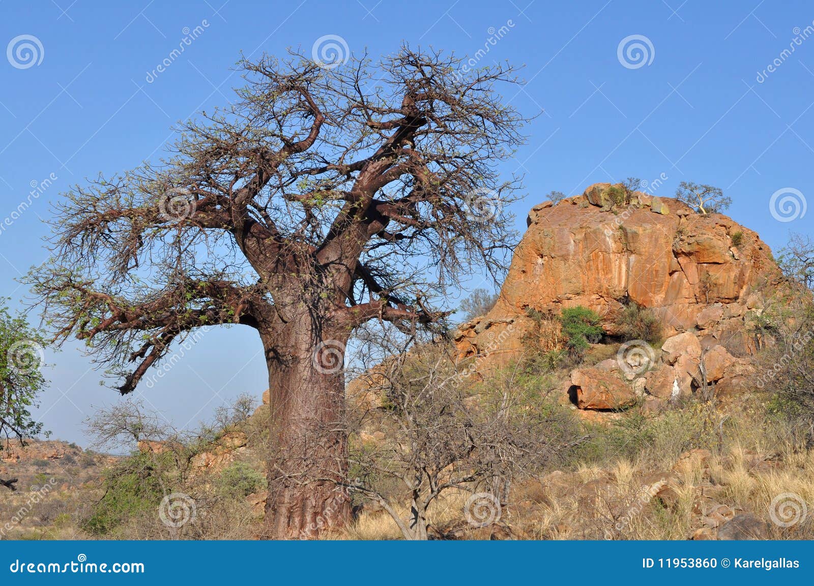 Baobab Tree in African Landscape Stock Photo - Image of kruger, plant ...