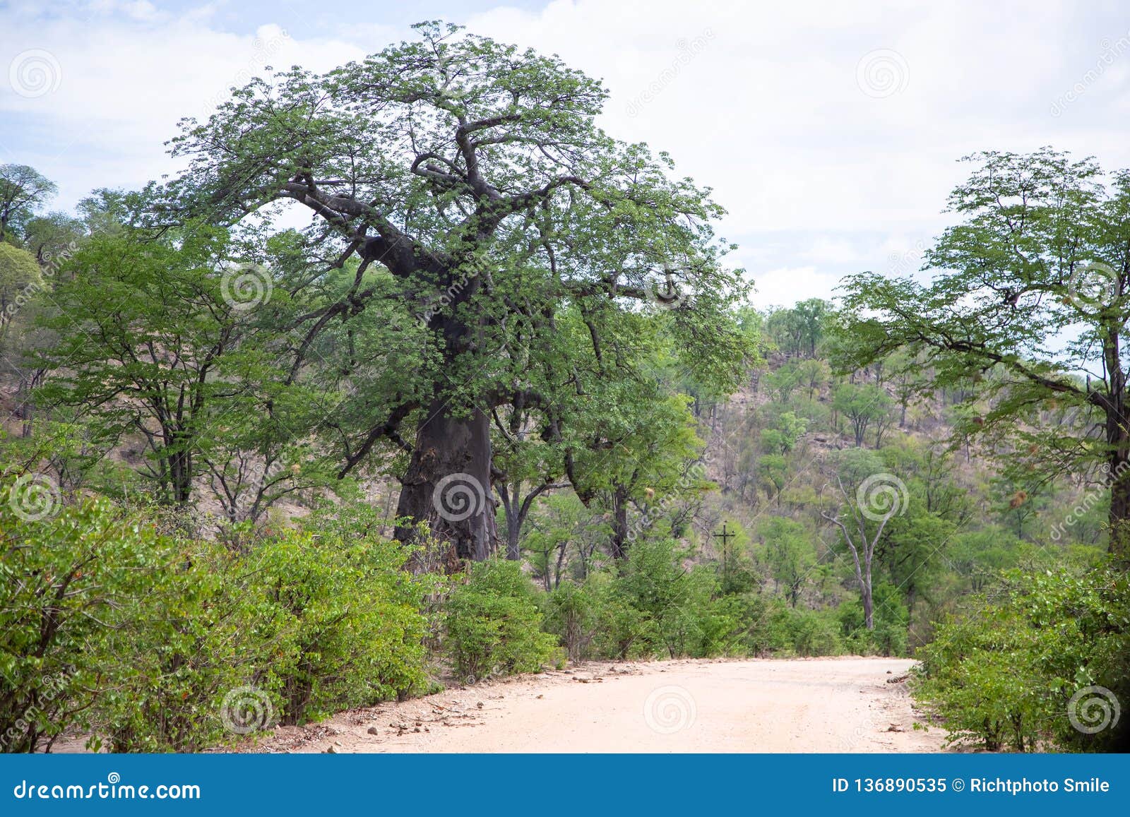 Baobab Tree stock image. Image of branch, safari, forest - 136890535