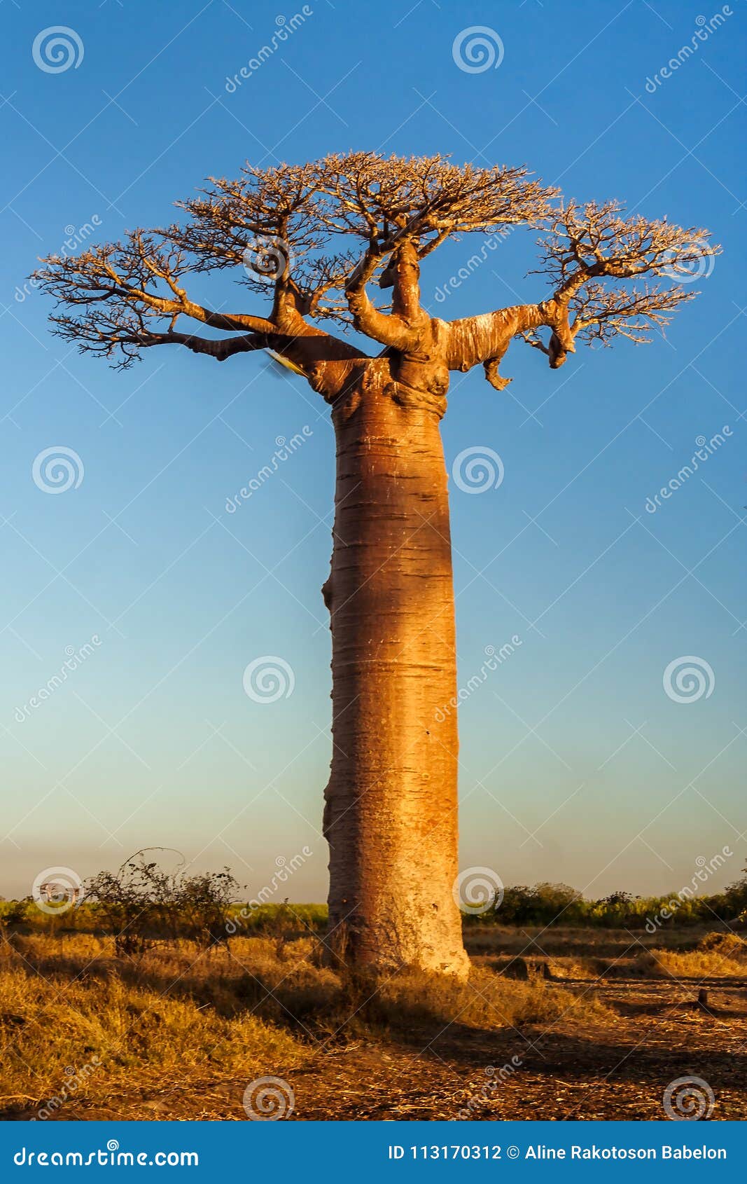 Baobab tree stock photo. Image of green, savannah, large - 113170312
