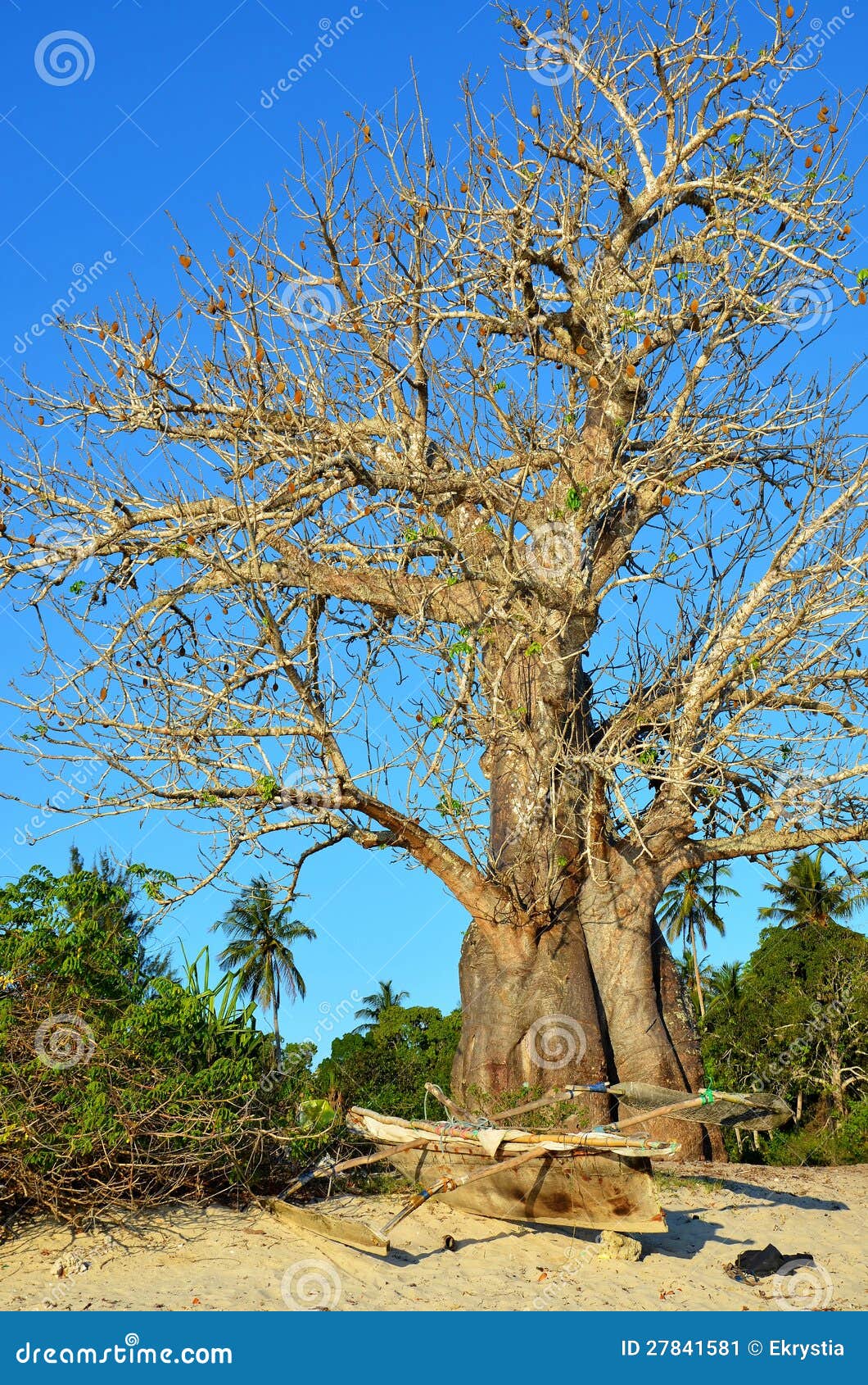 Baobab Tree at the Beach, Tanzania Stock Image - Image of tropic ...
